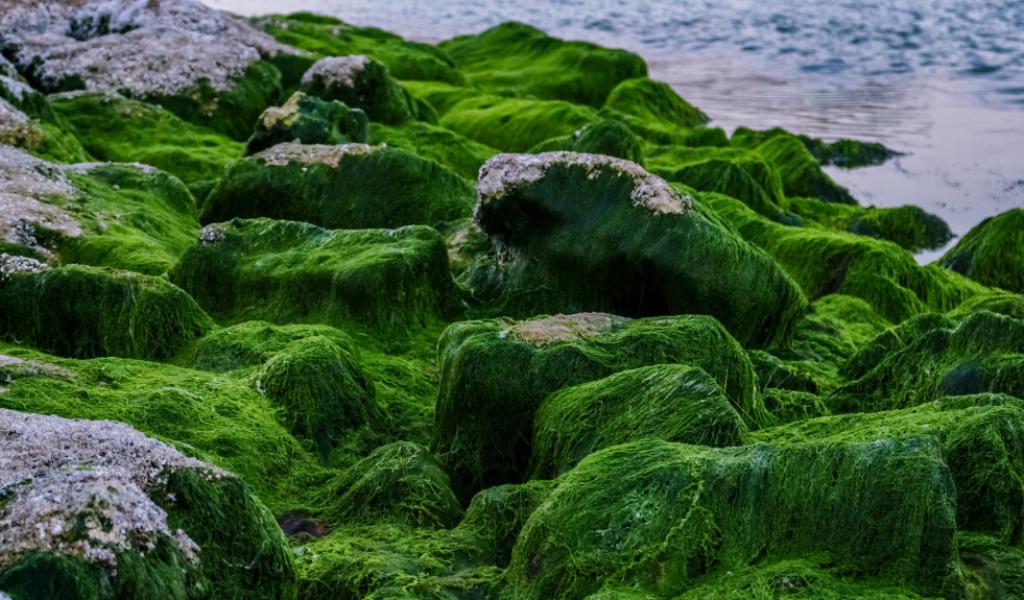 marées vertes | Sans transition